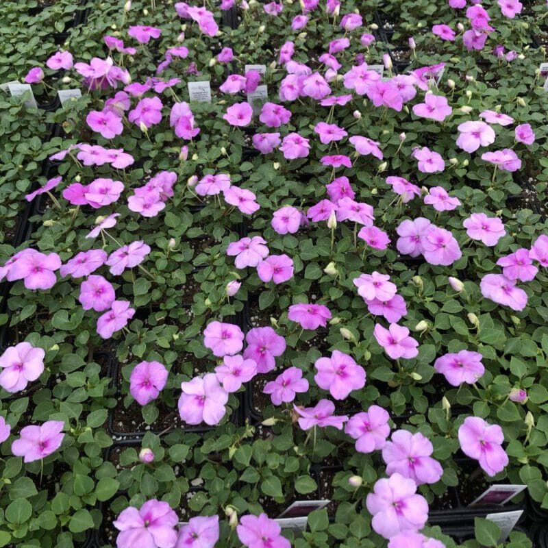 Impatiens Sell Farms Greenhouses