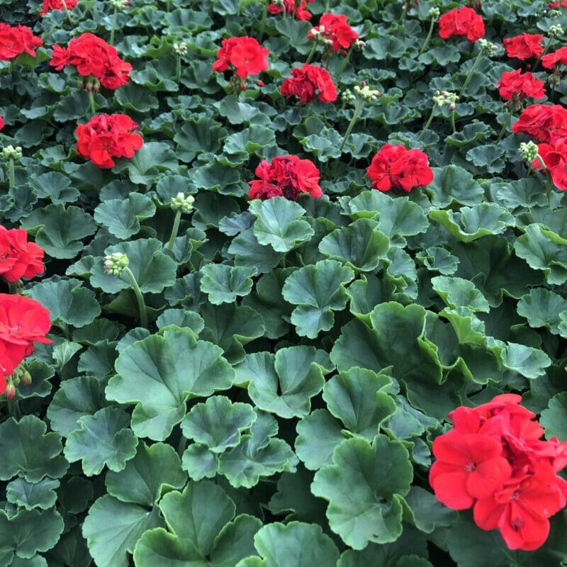 Geraniums, 4.5" - Sell Farms & Greenhouses