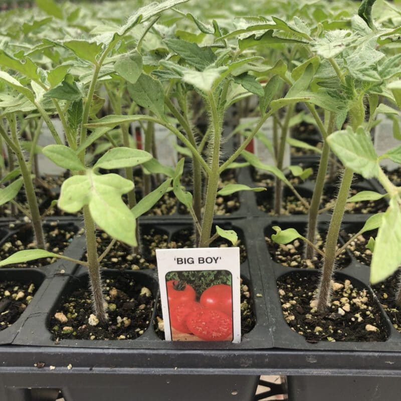 Tomatoes (4-Pack) - Sell Farms & Greenhouses