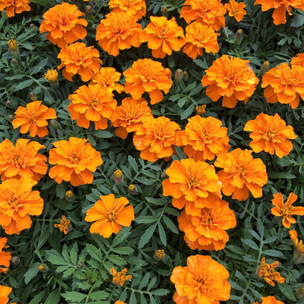 Marigolds - Sell Farms & Greenhouses