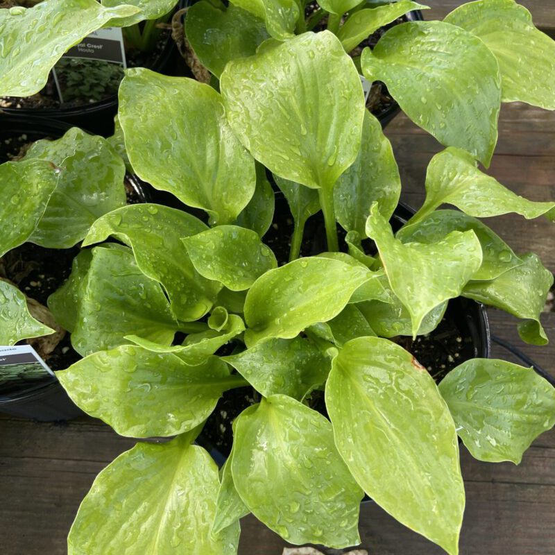 Hosta (1 gal) - Sell Farms & Greenhouses
